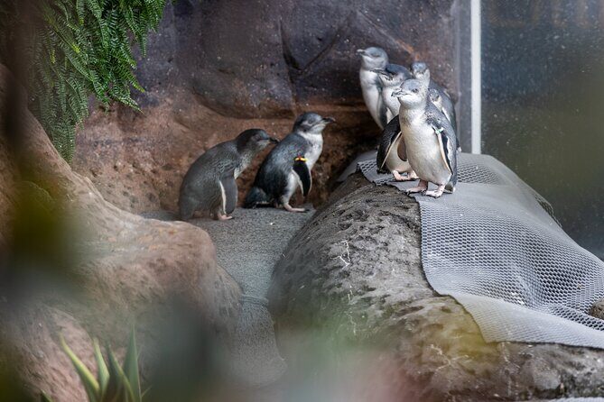 International Antarctic Centre General Admission Ticket - Final Thoughts