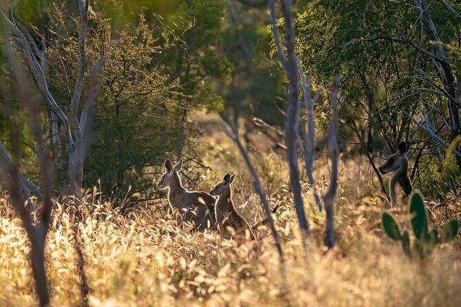 Intimate Blue Mountains Wild Kangaroos & Sunset for Nature Lovers - Introduction to the Experience