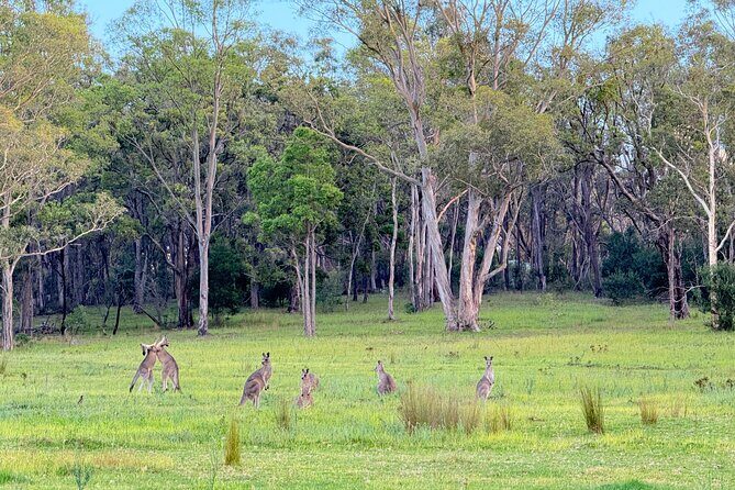 Intimate Blue Mountains Wild Kangaroos & Sunset for Nature Lovers - Who Will Benefit Most from This Tour?