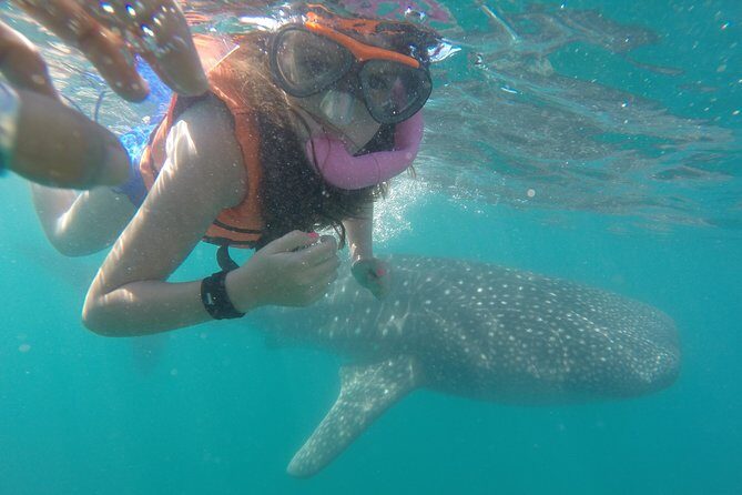 Intimate Eco-Friendly Whale Shark Encounter - Premium Service - Booking and Availability