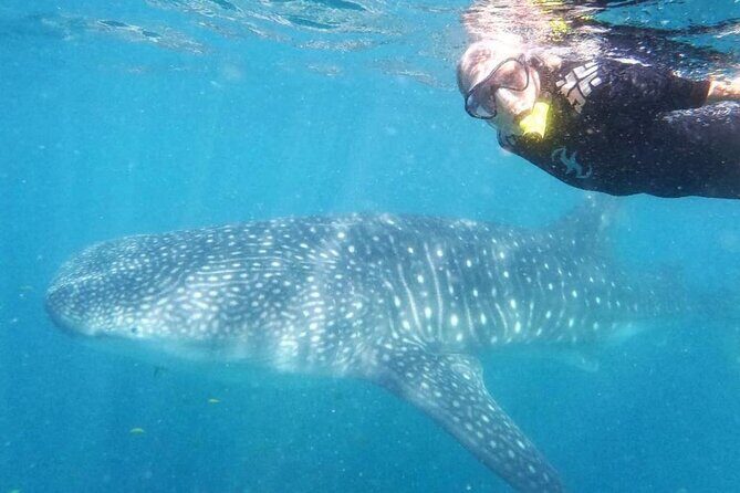 Intimate Eco-Friendly Whale Shark Encounter - Premium Service - The Itinerary and What to Expect