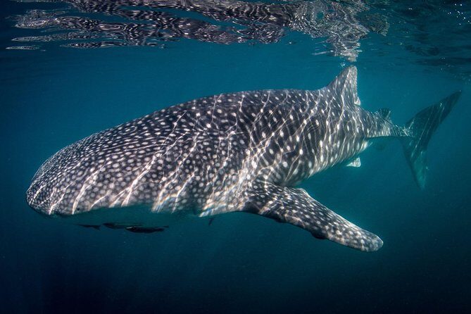 Intimate Eco-Friendly Whale Shark Encounter - Premium Service - Focus on Environmental Respect