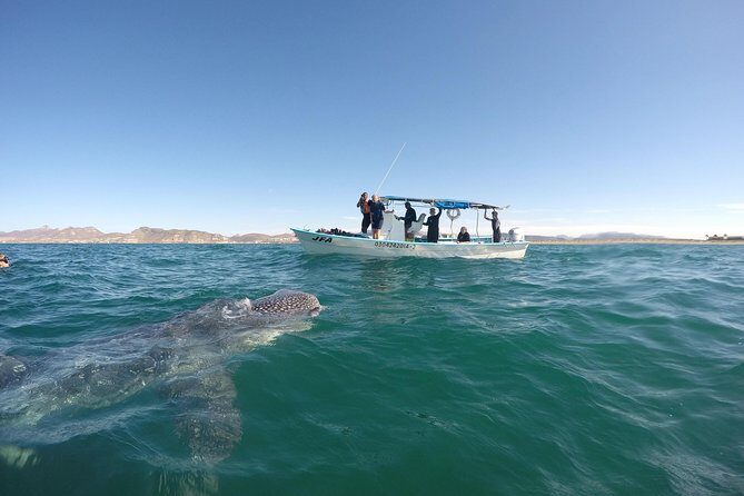 Intimate Eco-Friendly Whale Shark Encounter - Premium Service - Professional and Knowledgeable Guides