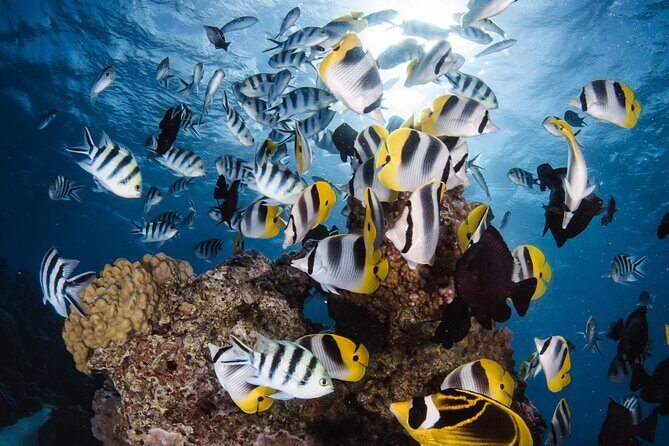 Introductory Dive in Bora Bora (afternoon) - Key Points  