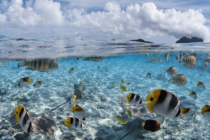 Introductory Dive in Bora Bora (afternoon) - Why This Tour Stands Out