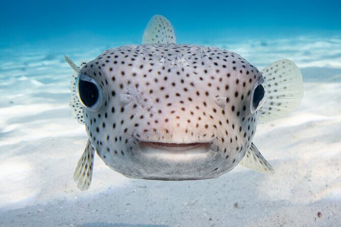 Introductory Dive in Bora Bora (afternoon) - Final Thoughts