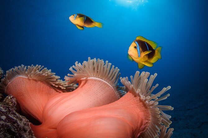 Introductory Dive in Bora Bora (afternoon) - Frequently Asked Questions (FAQs)