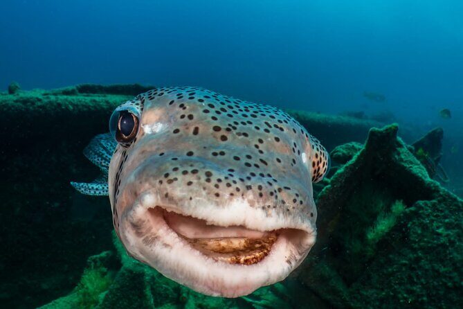 Introductory Diving Class in the Cozumel Reefs - Is This Tour Worth It?