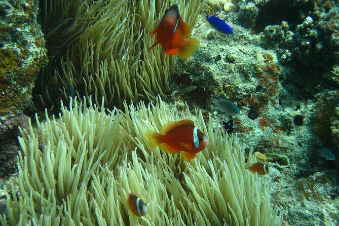 Introductory Scuba Dive experience - Whitetip Marine Adventures - Why Choose the Whitetip Marine Adventures Introductory Dive?