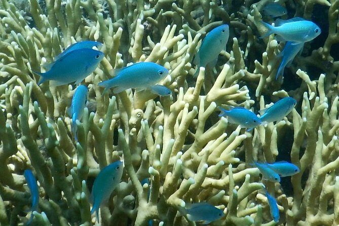 Introductory Scuba Dive experience - Whitetip Marine Adventures - Practical Details and Tips