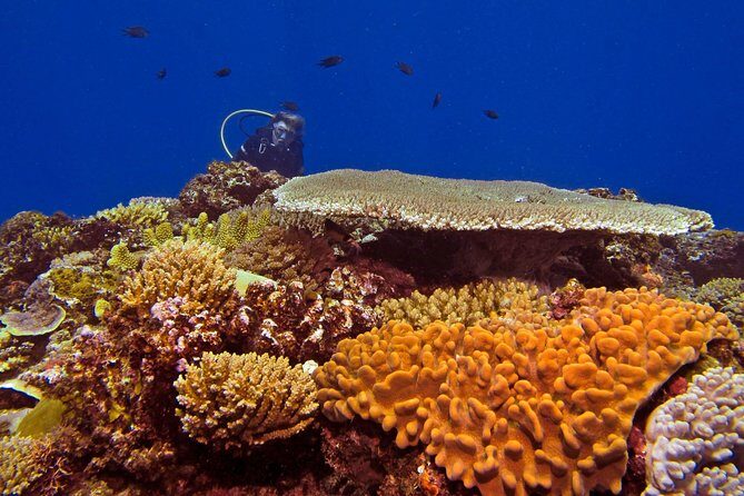 Introductory Scuba Dive experience - Whitetip Marine Adventures - FAQs