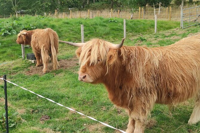 Invergordon Shore Excursion Highland Bucket List Tour - FAQ