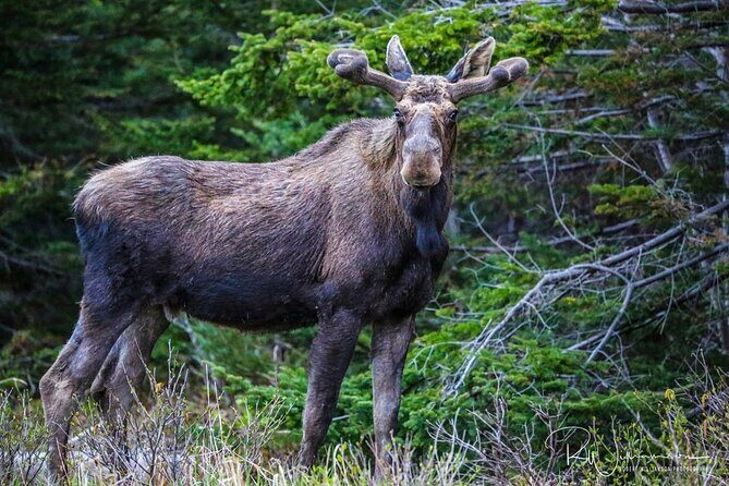 Irish Loop Smartphone Audio Driving Tour - FAQ