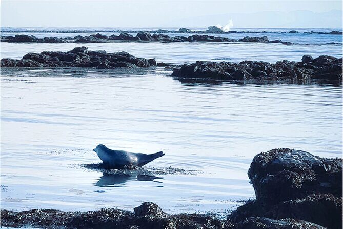 Isafjordur and Westfjords Private Tour - Key Points