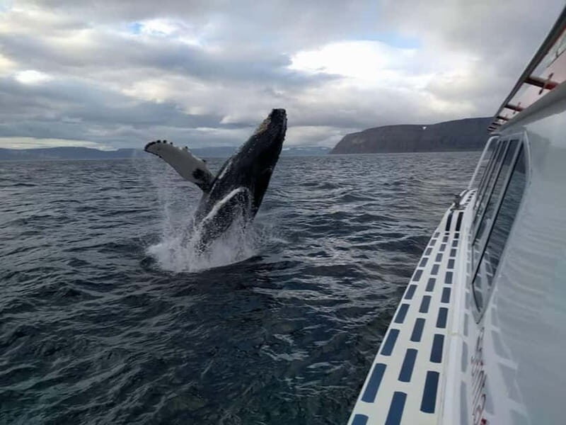 Ísafjörður: Westfjords Whale Watching Boat Tour - Key Points