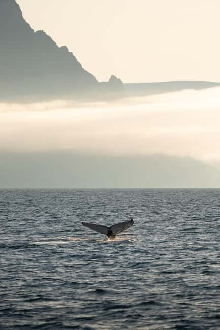 Ísafjörður: Westfjords Whale Watching Boat Tour - Authentic Encounters and Real Reviews
