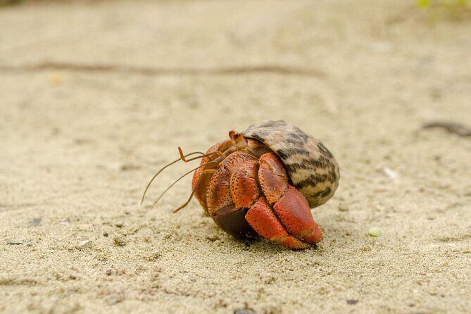 Isla Contoy Private Day Tour, from Cancun - What the Tour Includes and What to Consider