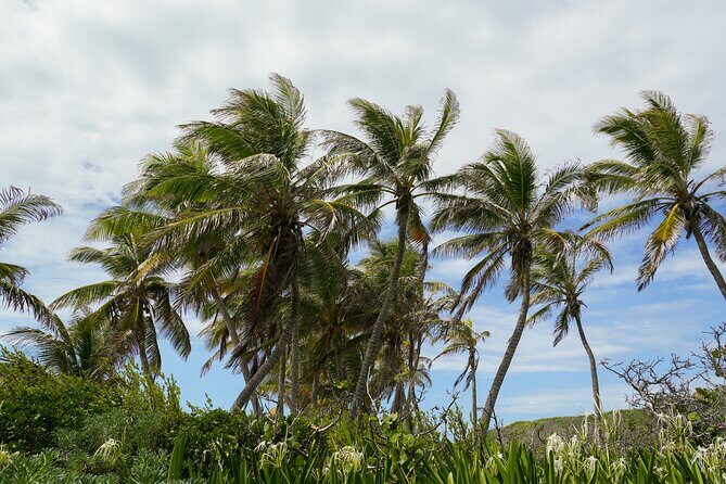Isla Contoy Snorkeling Experience with Buffet - What’s Included and What to Keep in Mind
