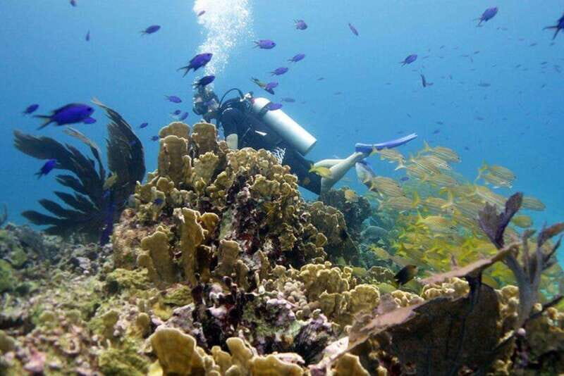 Isla Mujeres: 2-Tank Dive for Certified Divers - Manchones Reef: A Vibrant Underwater Playground