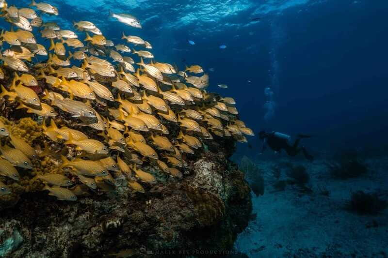 Isla Mujeres - MUSA and the Manchones Reef - Snorkel - Review Highlights from Participants