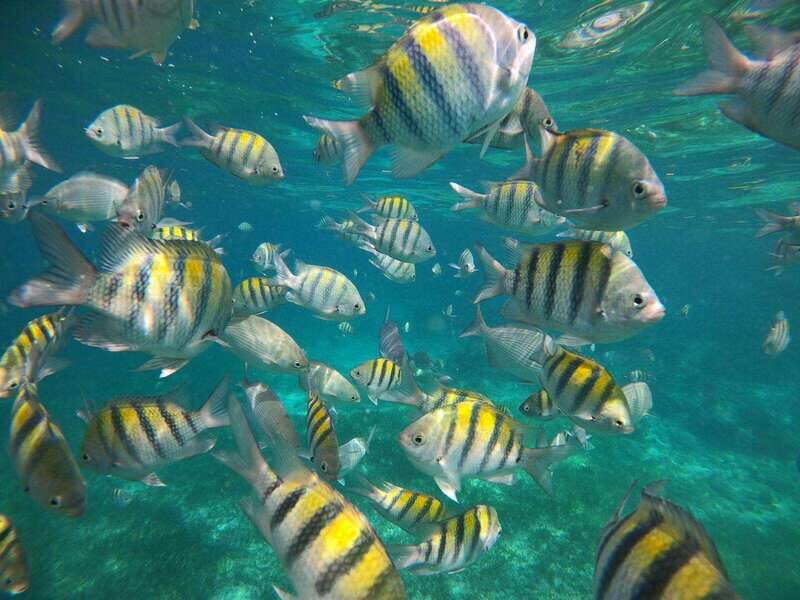 Isla Mujeres: Snorkeling Adventure at the Underwater Museum - FAQ