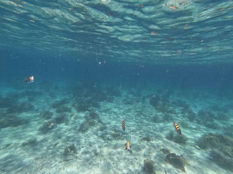 Isla Mujeres: Snorkeling in Underwater Museum - Authentic Review Insights and Highlights