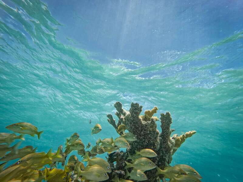 Isla Mujeres: Snorkeling in Underwater Museum - Final Thoughts: Who Is This Tour Perfect For?