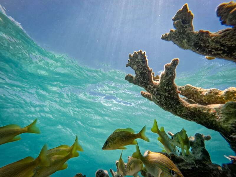 Isla Mujeres: Snorkeling in Underwater Museum - FAQ