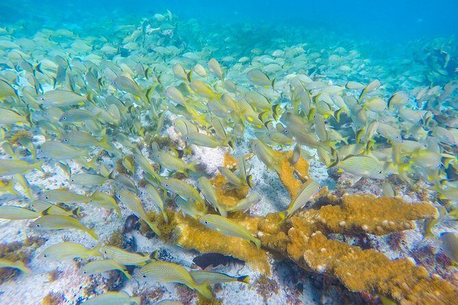 Isla Mujeres Snorkeling Tour Adventure - Frequently Asked Questions