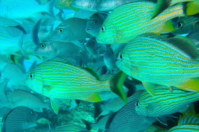 Isla Mujeres Snorkeling Tour - Final Thoughts