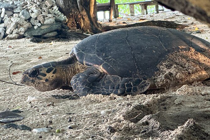 Island Day Tour Santo's Best Snorkeling Marine Sanctuary - Key Points