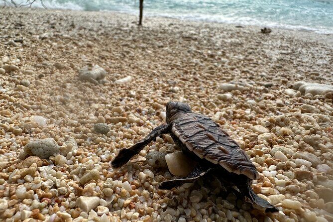 Island Day Tour Santo's Best Snorkeling Marine Sanctuary - FAQ