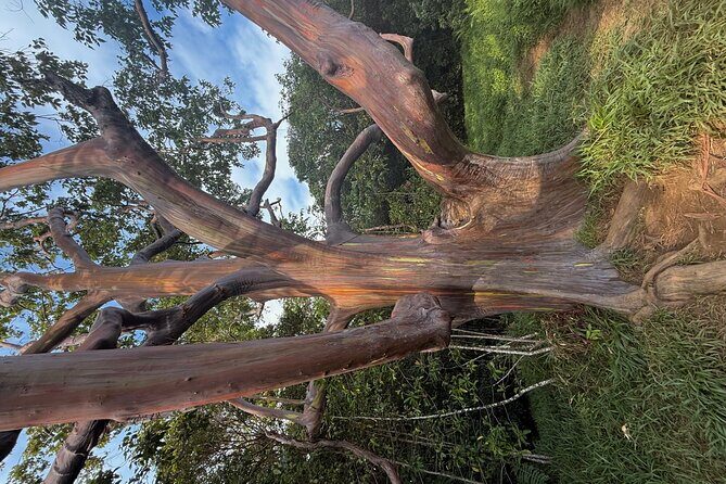 Island of Maui Customized Half Day Tour - The Sum Up