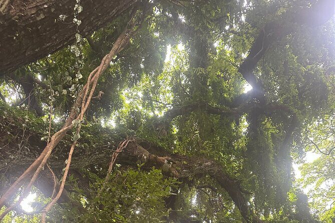 Island of Maui Customized Half Day Tour - FAQ