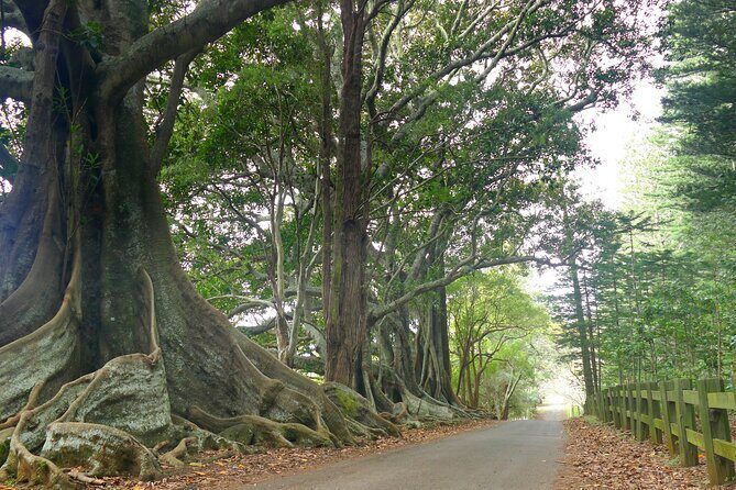 Island Orientation Package incl. Return Airport Transfers & Tour - The Sum Up