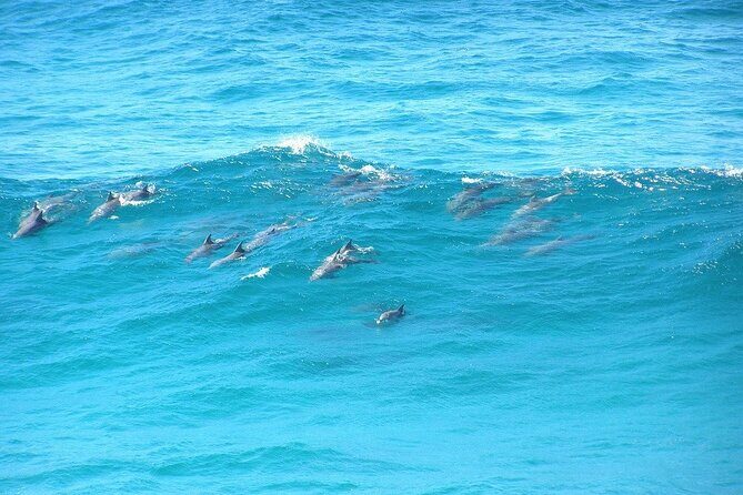 Island Pub Crawl with Lunch and High Speed Boat Tour in Brisbane - The Experience in Detail