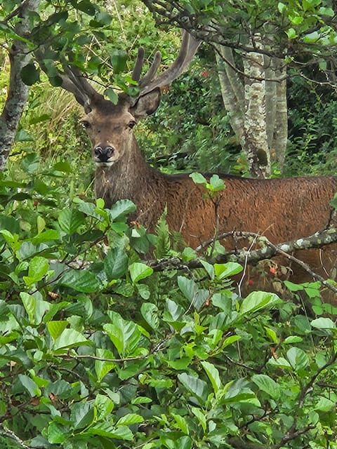 Isle of Skye: Tour the highlights and hidden beauties. - Final Thoughts