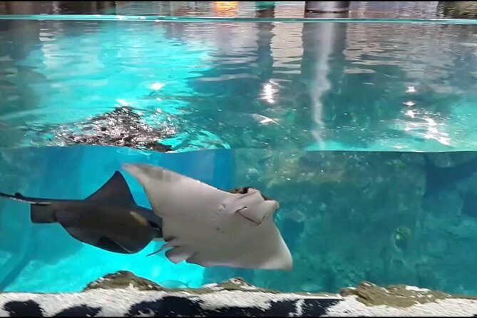 Istanbul Aquarium and Aqua Florya Independent Shopping Trip - Key Points