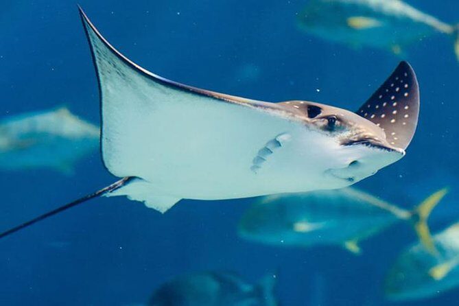 Istanbul Aquarium and Aqua Florya Independent Shopping Trip - FAQ