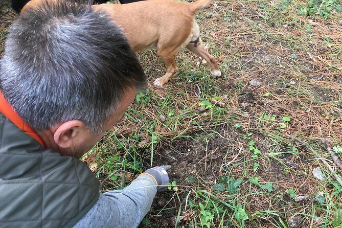 Istrian tapestry - gourmet tour combining wine, truffles and olive oil - Who Would Love This Tour?
