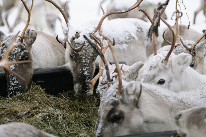 Ivalo: Reindeer herd and fishing experience - Key Points
