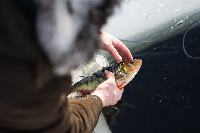 Ivalo: Reindeer herd and fishing experience - Why It’s Worth the Price