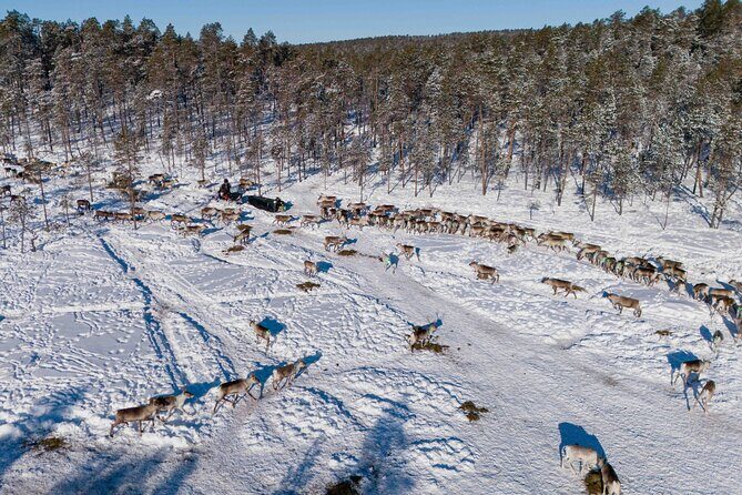 Ivalo: Reindeer herd and fishing experience - Final Thoughts: Is This Tour for You?
