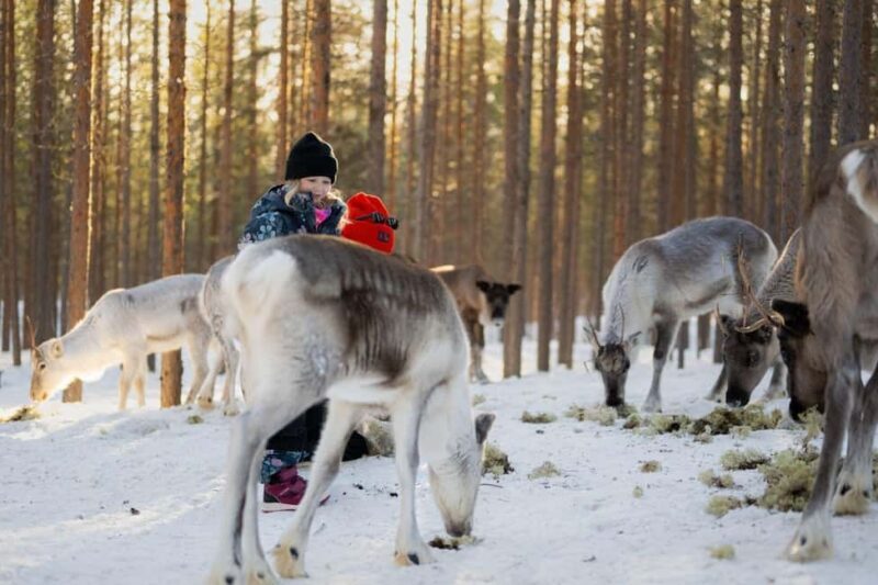 Ivalo: Reindeer Visit  Meet & Feed Reindeer - Key Points