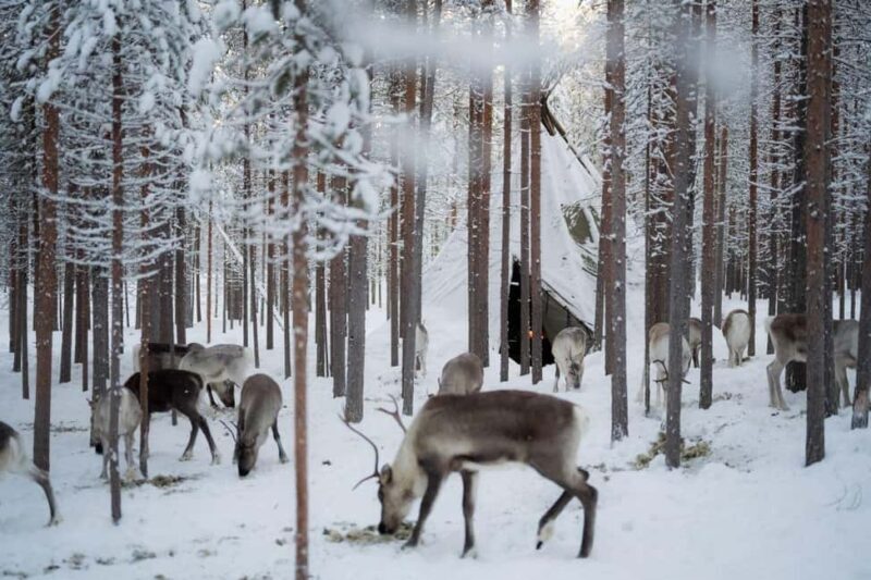 Ivalo: Reindeer Visit  Meet & Feed Reindeer - Exploring the Ivalo Reindeer Visit Experience