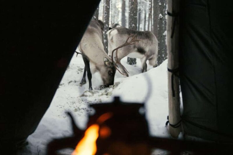 Ivalo: Reindeer Visit  Meet & Feed Reindeer - Who Should Consider This Tour?