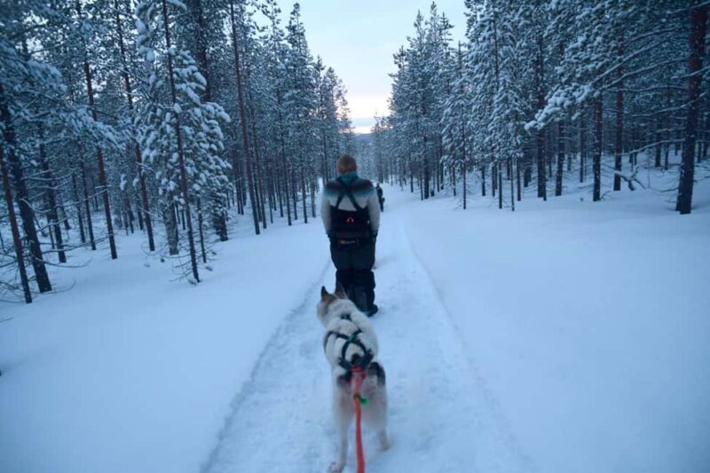 Ivalo - Saariselkä: Husky Walk in the Wilderness - Exploring the Husky Walk Experience