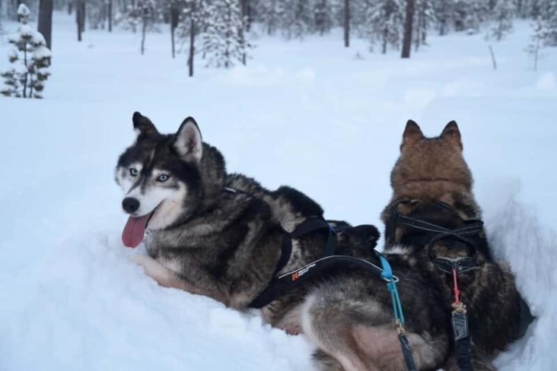 Ivalo - Saariselkä: Husky Walk in the Wilderness - Final Thoughts