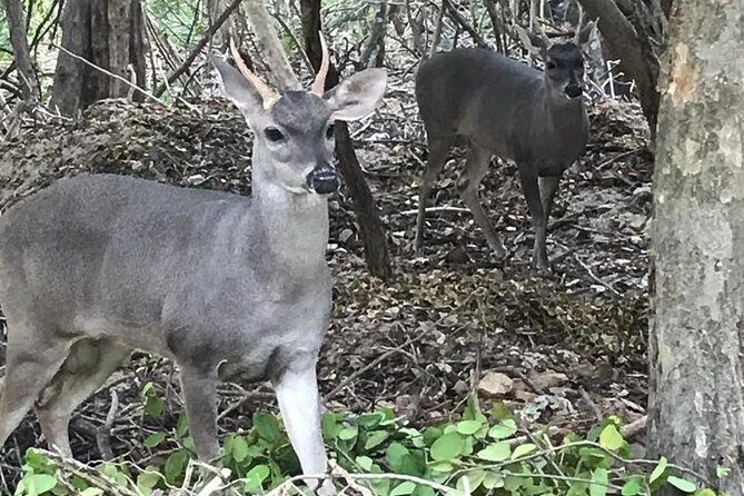 Ixtapa Island Tour - The Journey to Ixtapa Island