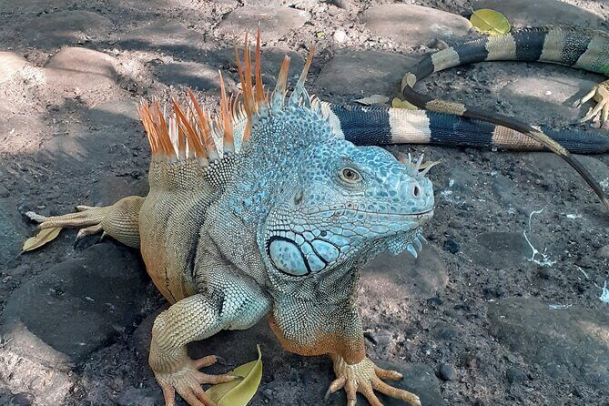 Ixtapa Island Tour - The Return Journey and Overall Length